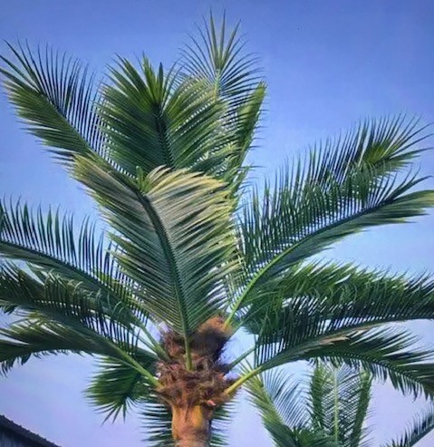Coconut Palm Receiver Head